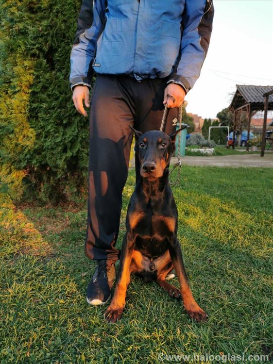 Doberman, štene | Halo Oglasi