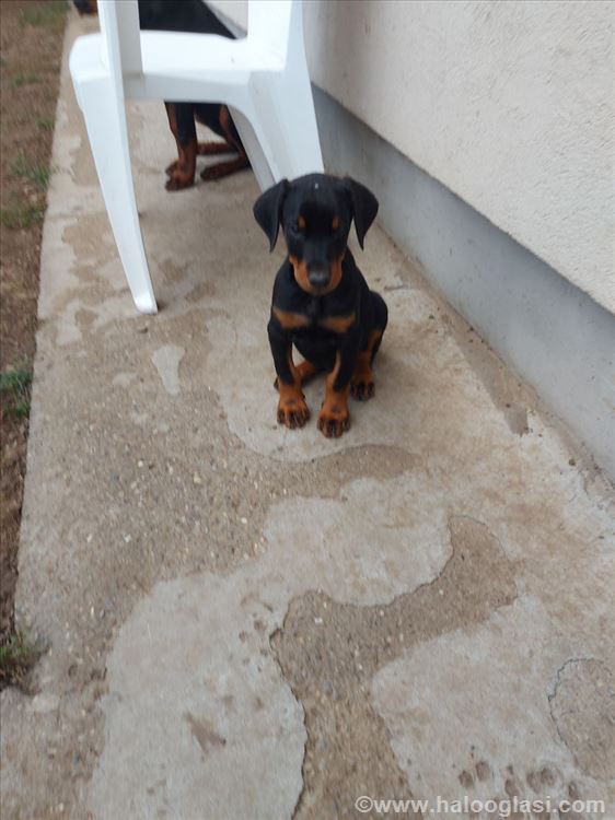 Doberman, štene | Halo Oglasi