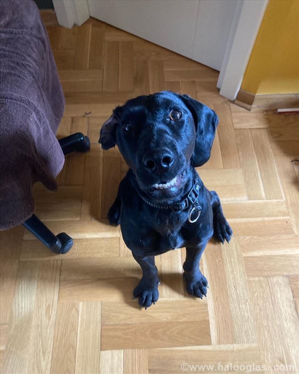Mešanac labradora, mlad pas | Halo Oglasi