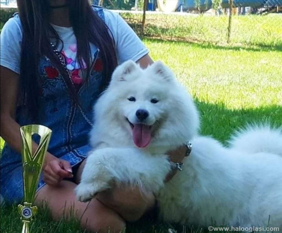 Samojed, štene | Halo Oglasi