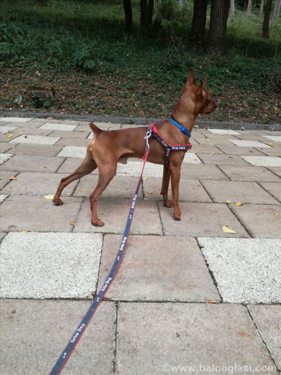 Patuljasti pinč, odrastao pas | Halo Oglasi