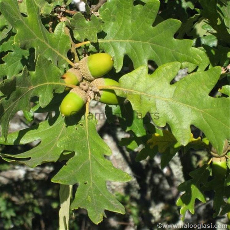 Sadnice hrasta | Halo Oglasi