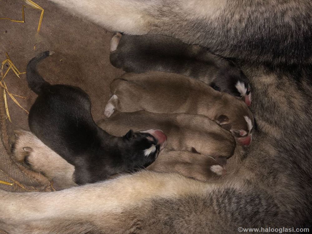 Sibirski haski , štene | Halo Oglasi