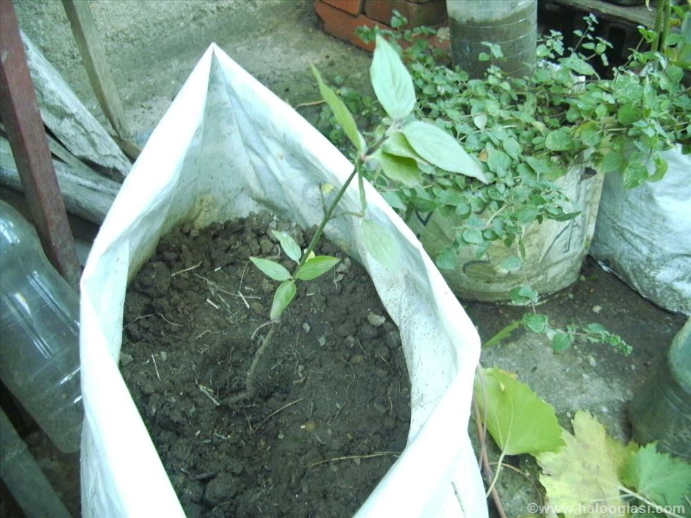 Sadnice drena - višegodišnje | Halo Oglasi