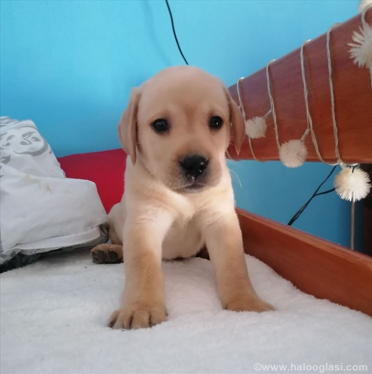 Labrador retriver, štene | Halo Oglasi
