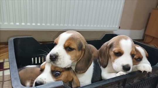 Prodaja pasa i psi na poklon Bigl | Halo oglasi