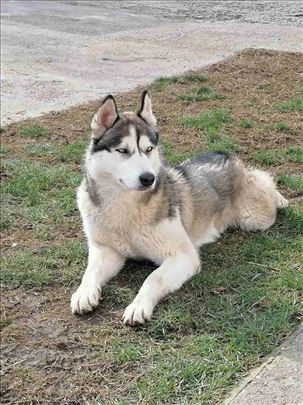 Prodaja pasa i psi na poklon Sibirski haski | Halo oglasi