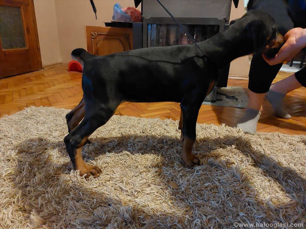 Doberman , štene | Halo Oglasi
