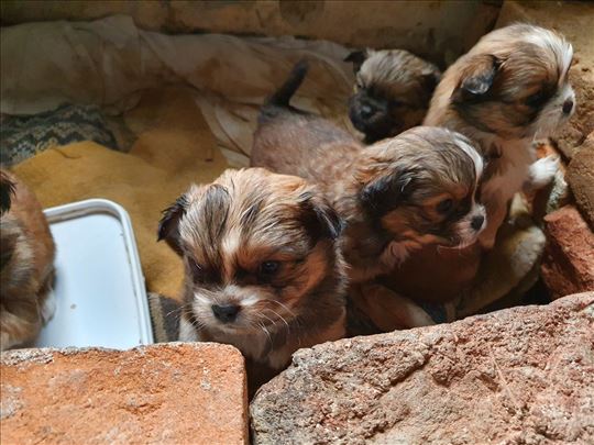 Prodaja pasa i psi na poklon Pekinezer | Halo oglasi
