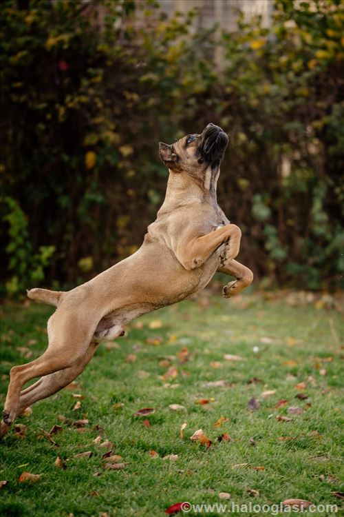 Kane korso, mlad pas | Halo Oglasi