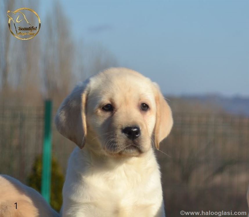 Labrador retriver, štene | Halo Oglasi
