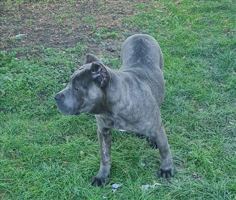 Prodaja pasa i psi na poklon Cane corso | Halo oglasi