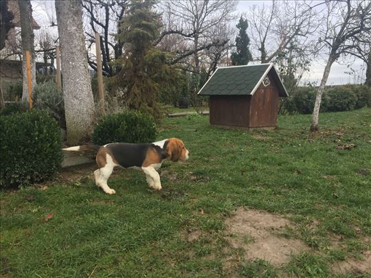 Prodaja pasa i psi na poklon Bigl | Halo oglasi