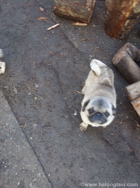 Mops, odrastao pas | Halo Oglasi