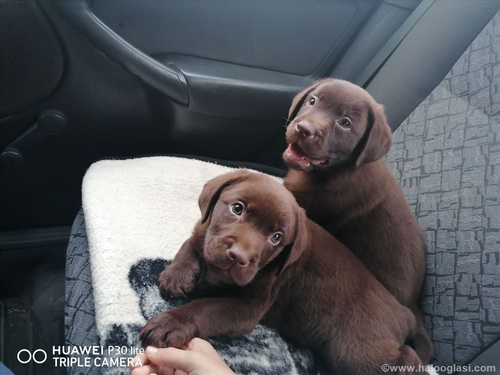 Labrador retriver, štene | Halo Oglasi