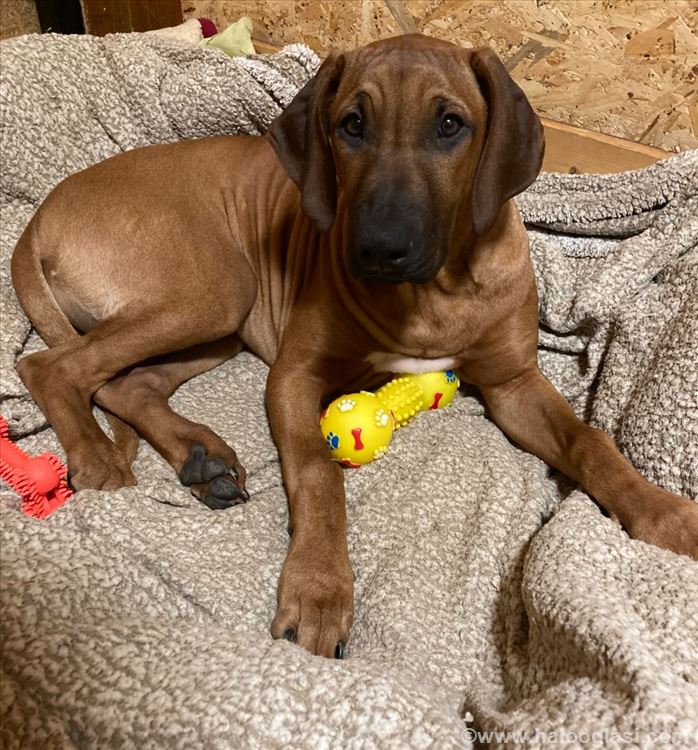 Rodezijski ridžbek, štene | Halo Oglasi