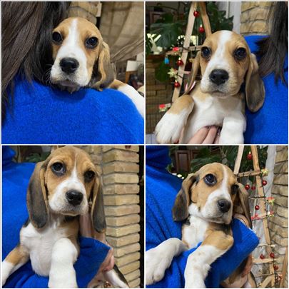 Prodaja pasa i psi na poklon Bigl | Halo oglasi