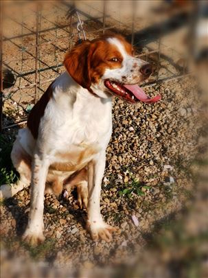 Prodaja pasa i psi na poklon Epanjel breton | Halo oglasi