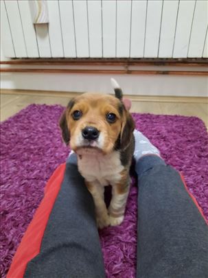 Prodaja pasa i psi na poklon Bigl | Halo oglasi