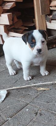 Prodaja pasa i psi na poklon Džek Rasel terijer | Halo oglasi