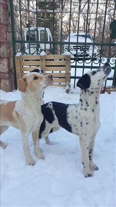 Prodaja pasa i psi na poklon Dalmatinac | Halo oglasi