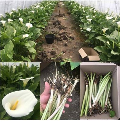 Baštensko cveće | Halo oglasi