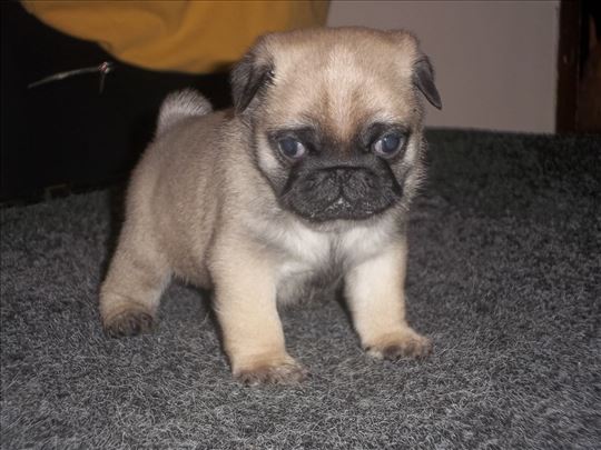 Oglasi za pse Mops | Halo oglasi