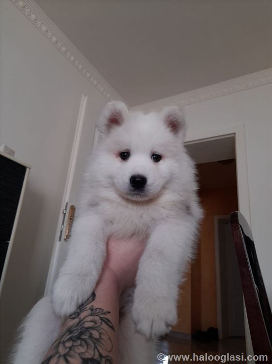 Samojed, štene | Halo Oglasi