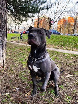 Prodaja pasa i psi na poklon Pit bul terijer | Halo oglasi