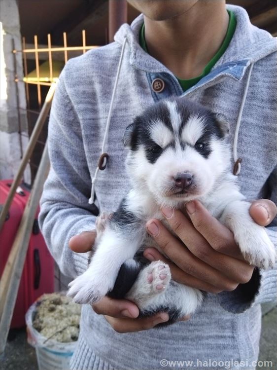 Sibirski haski , štene | Halo Oglasi