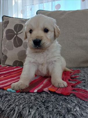 Prodaja pasa i psi na poklon Zlatni retriver | Halo oglasi