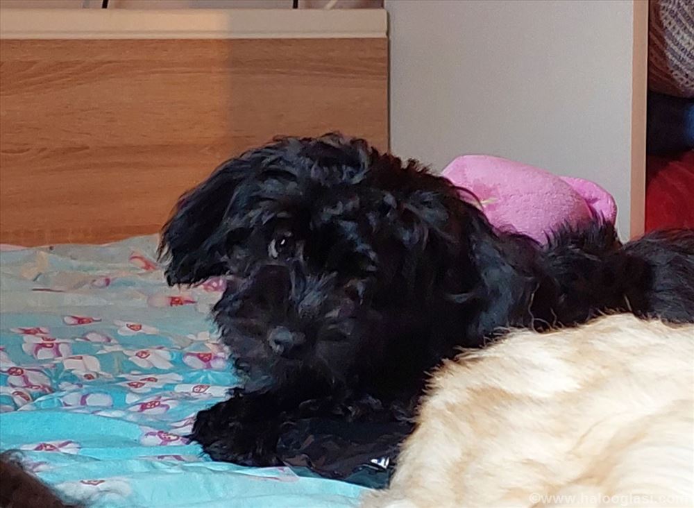 Havanski bišon, štene | Halo Oglasi