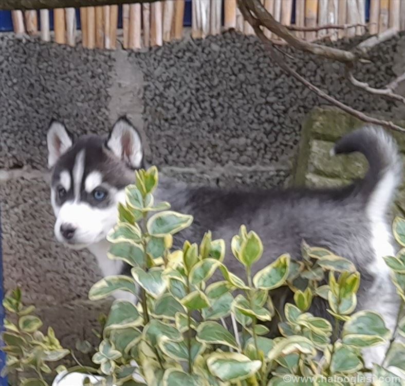 Sibirski haski , štene | Halo Oglasi