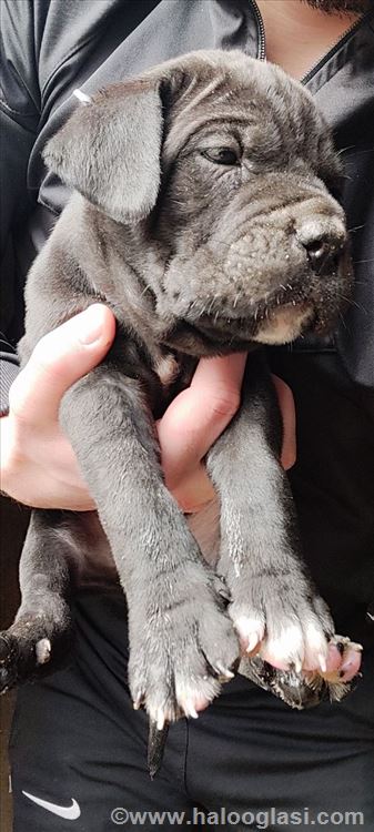 Kane korso, štene | Halo Oglasi