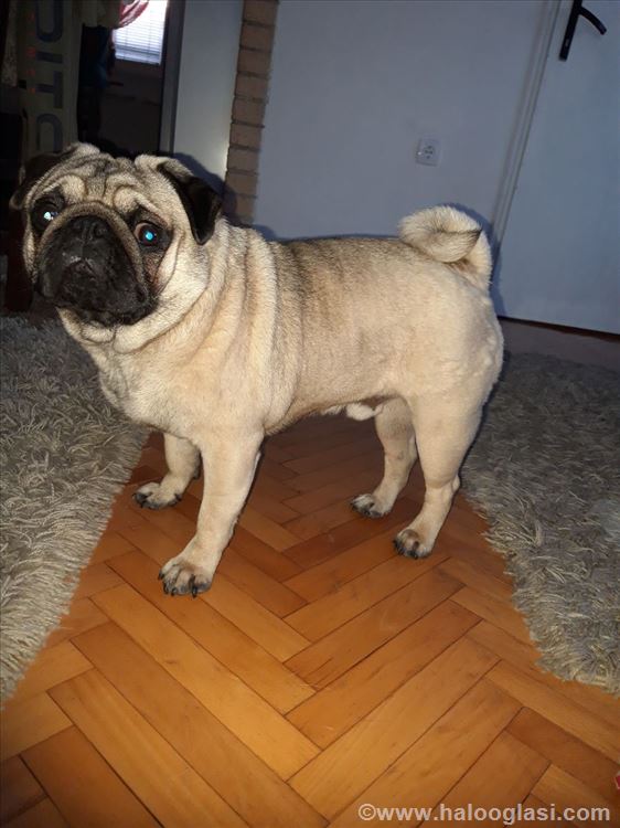 Mops, mlad pas | Halo Oglasi