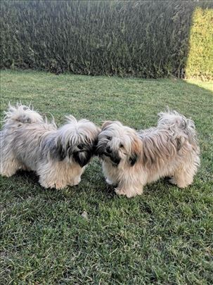 Prodaja pasa i psi na poklon Lasa apso | Halo oglasi