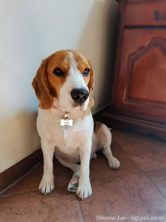 Bigl trobojac za parenje | Halo Oglasi