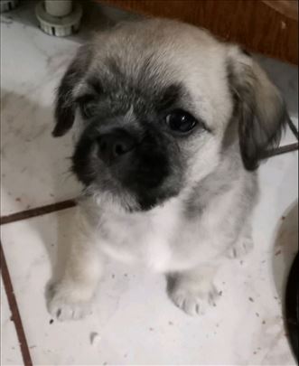 Prodaja pasa i psi na poklon Pekinezer | Halo oglasi