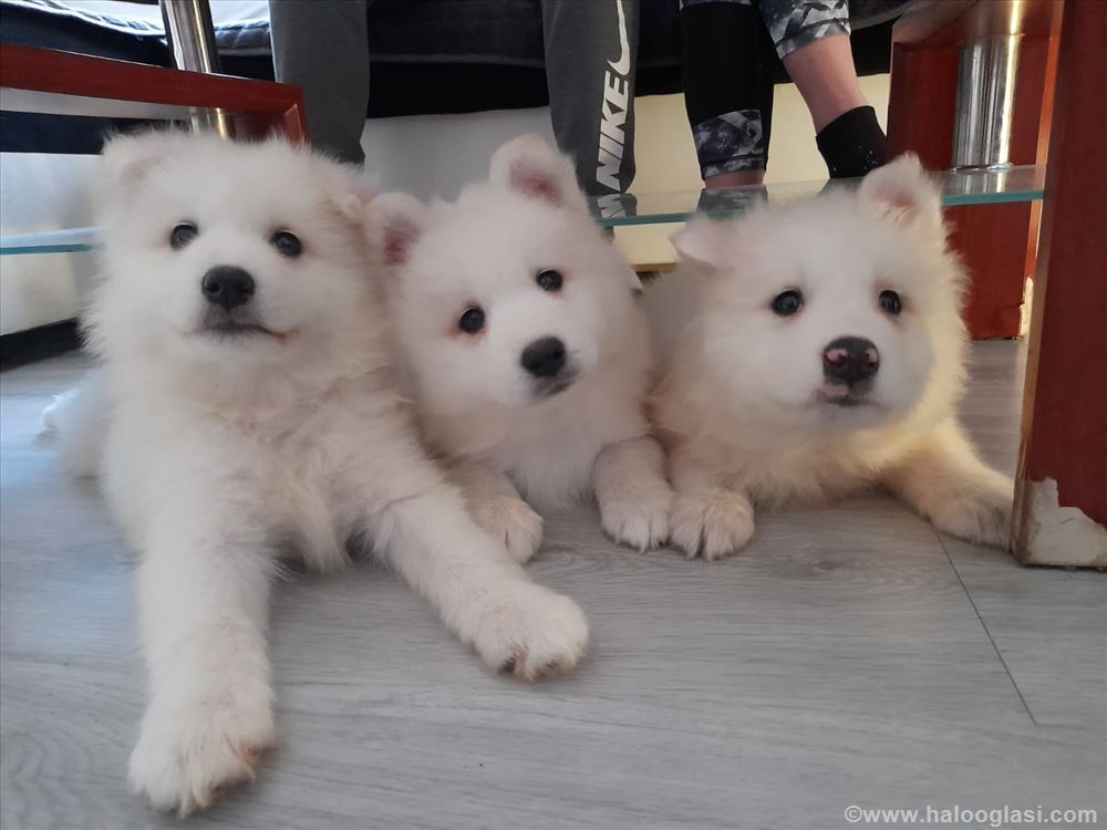 Samojed, štene | Halo Oglasi