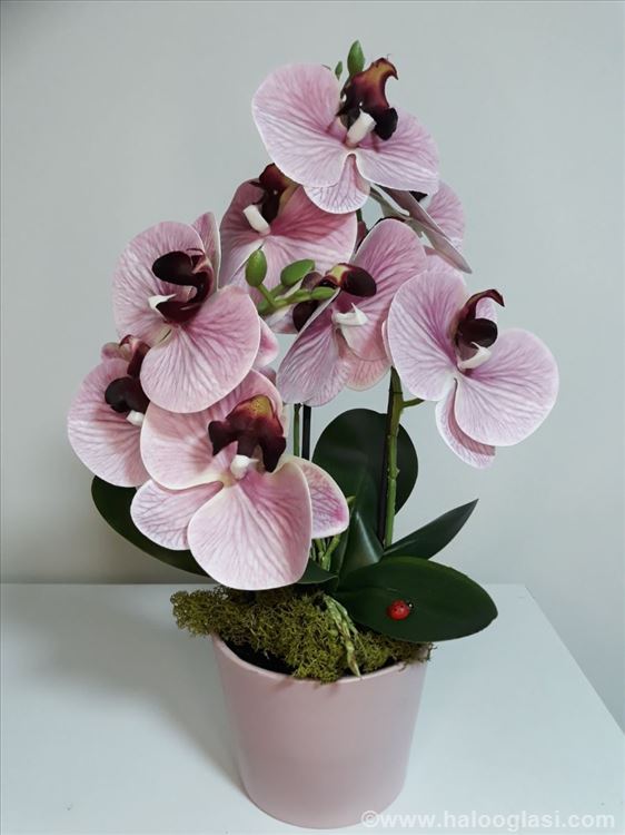 Orhideja najljepše cveće | Halo Oglasi