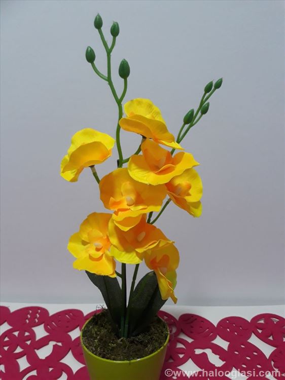 Orhideje najljepše cveće | Halo Oglasi