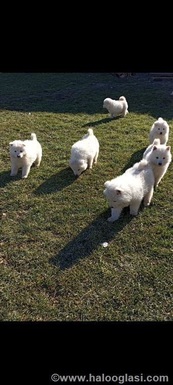 Samojed, štene | Halo Oglasi