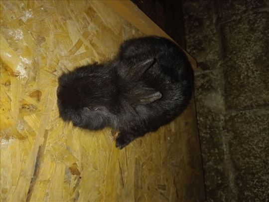 Zečevi i kunići kao kućni ljubimci | Halo oglasi