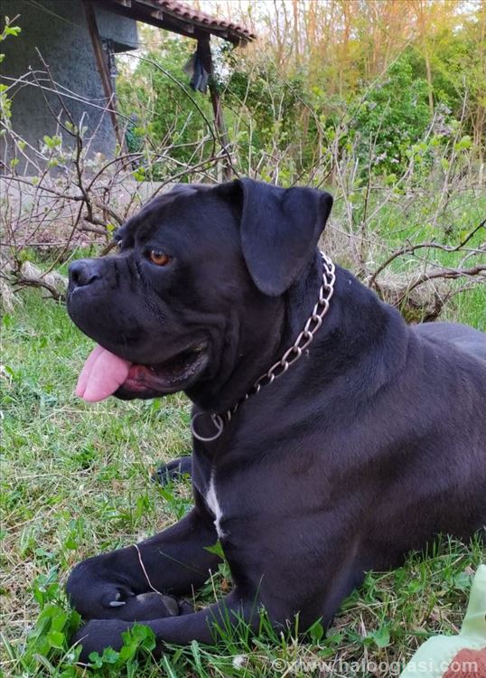 Kane korso, odrastao pas za parenje | Halo Oglasi