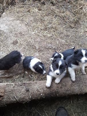 Prodaja pasa i psi na poklon Border koli | Halo oglasi