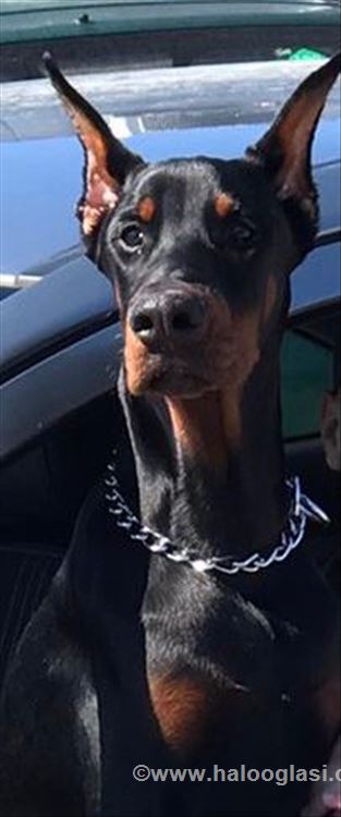 Doberman, štene | Halo Oglasi