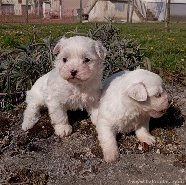 Mini maltezeri | Halo Oglasi
