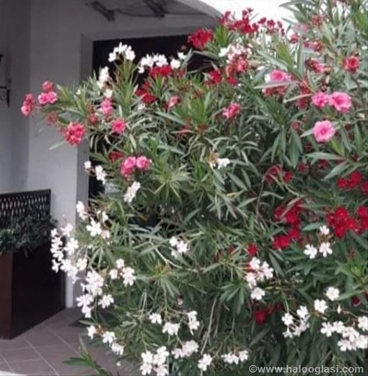 Lijander 2,5 metra visina roze gusti | Halo Oglasi