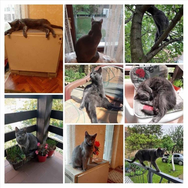 Simba trazi novi dom | Halo Oglasi