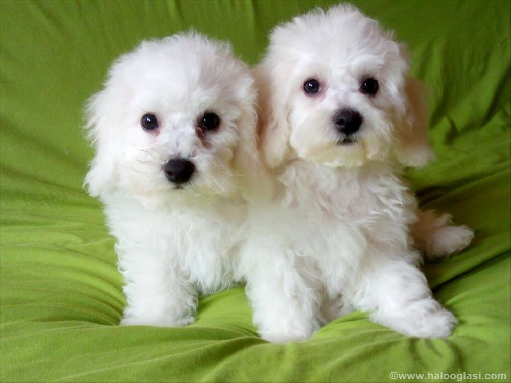 Kovrdžavi bišon, štene | Halo Oglasi